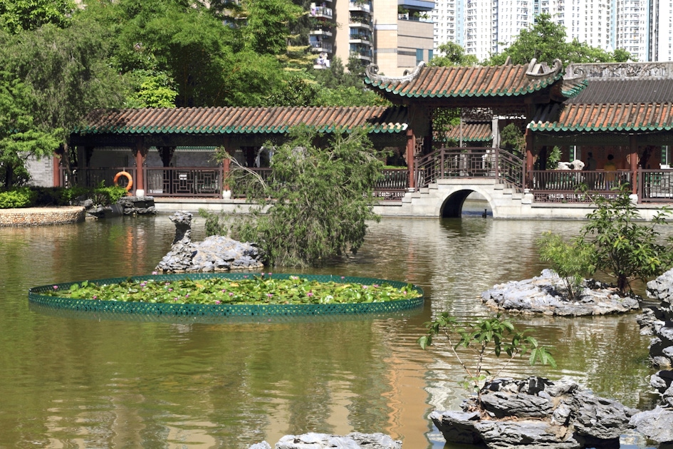 Guangdong Shunde Food Tour from Guangzhou | musement