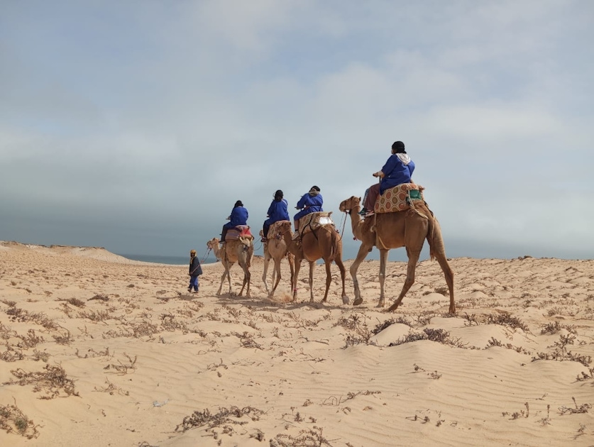 Camel Ride Experience in Dakhla's Desert Landscape | musement