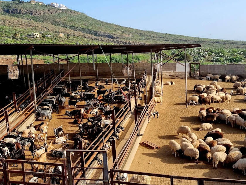 Goat farm tour with wine and cheese tasting in Adeje | musement