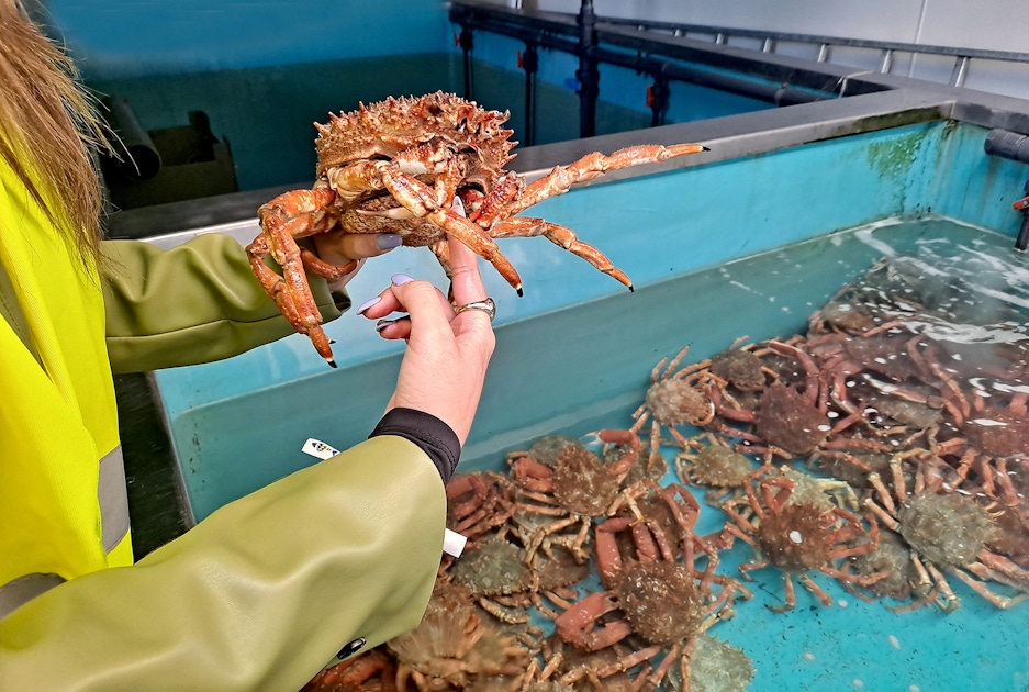 Guided Tour of the Fishing Port & Visit to a Shellfish Nursery | musement