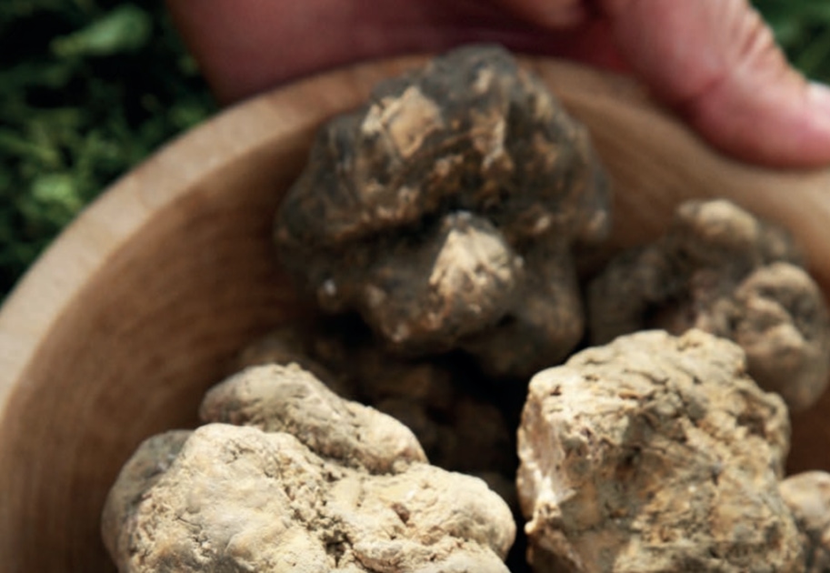 Truffle hunting and Bitter Tastings with light lunch | musement