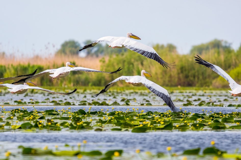 Escape to the Danube Delta tour | musement