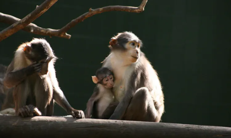 Bilety do zoo w Barcelonie | Biuro podróży TUI
